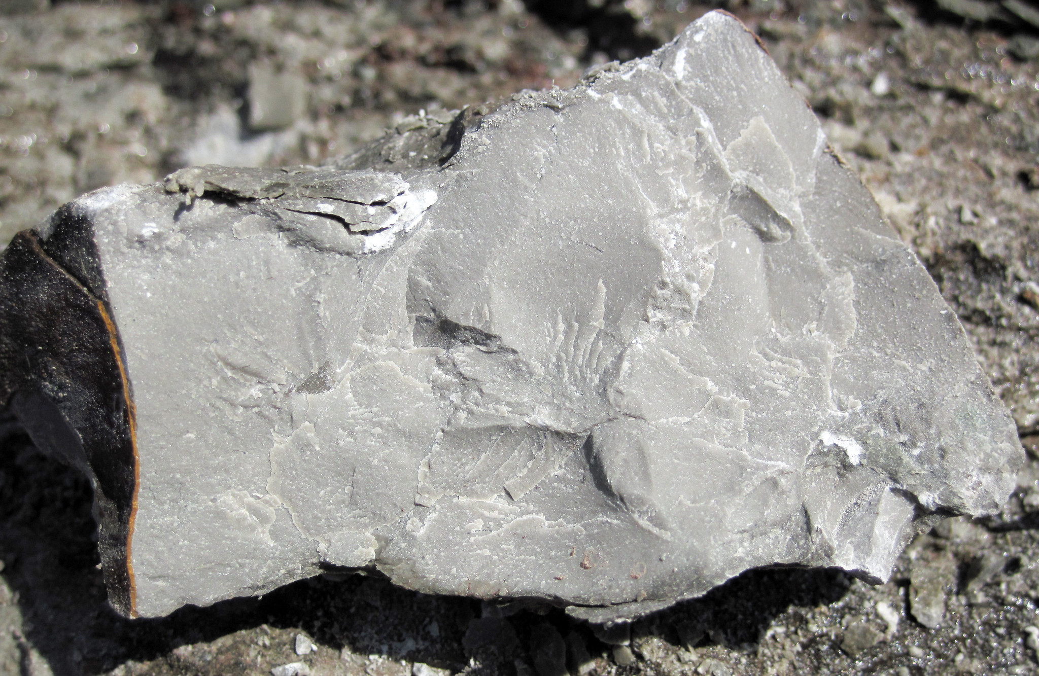 Limestone: Formation, Types, Composition, and Uses