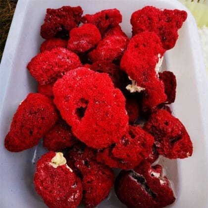 Coral Mineral, Gemstone | Geology, Properties, Formation