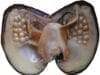 Pearl: Mineral, Gemstone | Properties, Formation, Occurrence