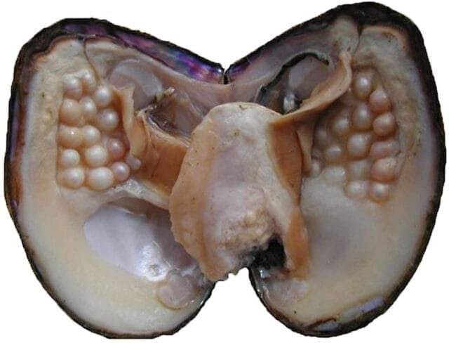 Pearl: Mineral, Gemstone | Properties, Formation, Occurrence