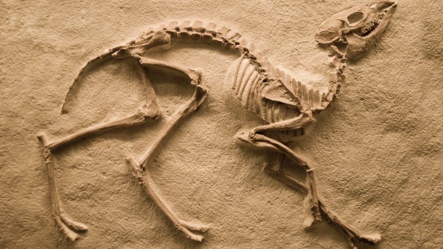 Fossils | Types and Geologic Period - Geology Science
