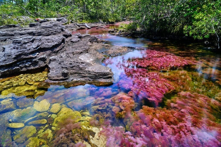 The Caño Cristales River, River of Five Colors" or Liquid Rainbow