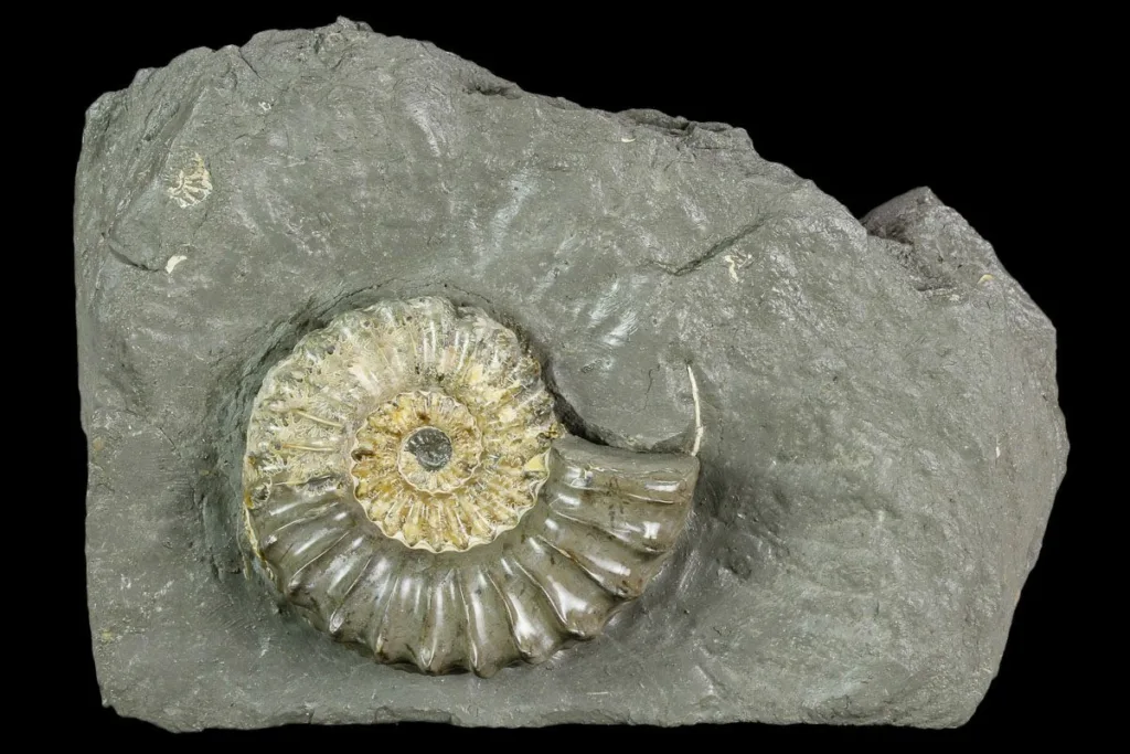 Ammonites – Fossil Cephalopods, Evolution, and Geological Significance