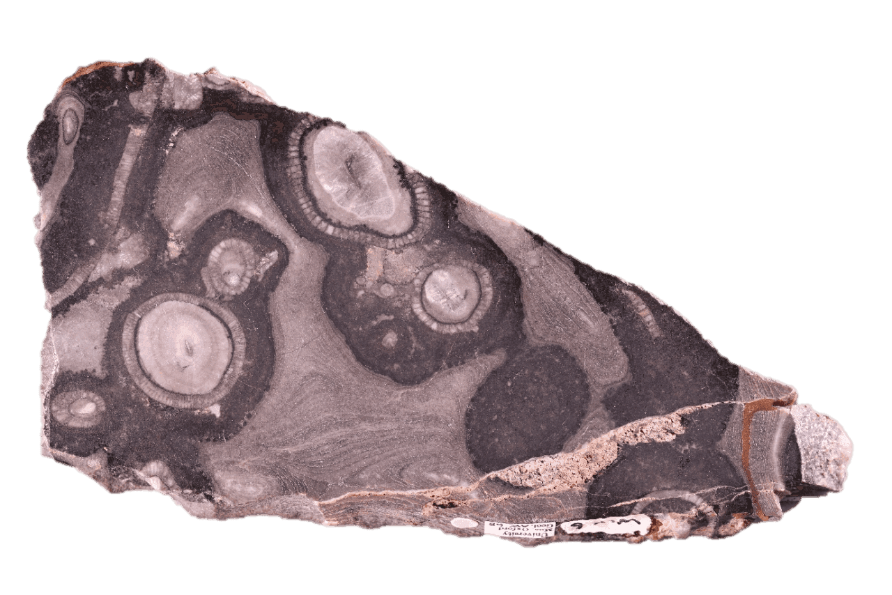 Archaeocyathids: Geological Time Travel to the Cambrian Seas - Geology ...