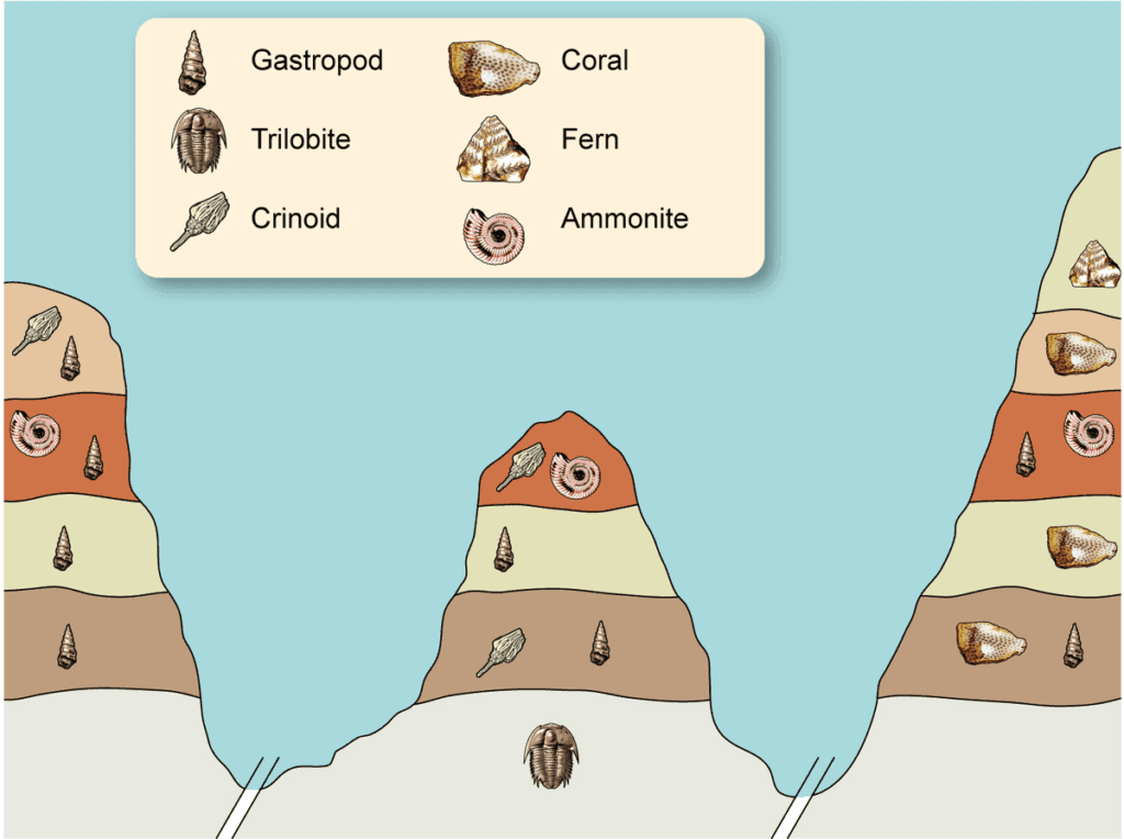 Index Fossils : Definition and Chart » Geology Science