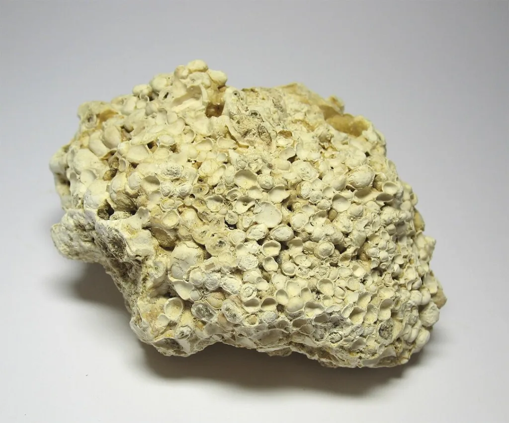 Coquina : Properties, Formation, Compositions » Geology Science