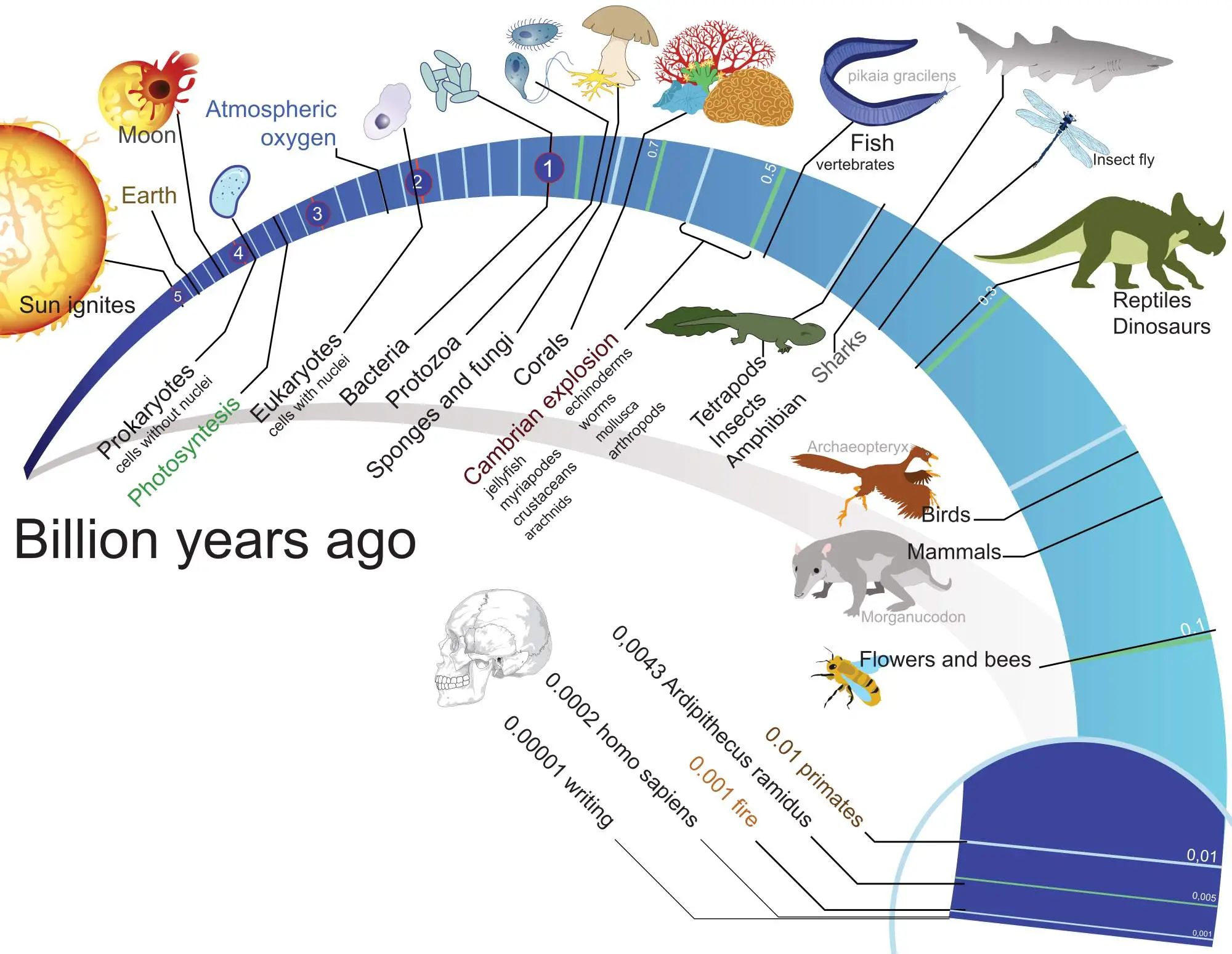 Evolution of Life: Natural Selection, Human Evolution, Extinctions