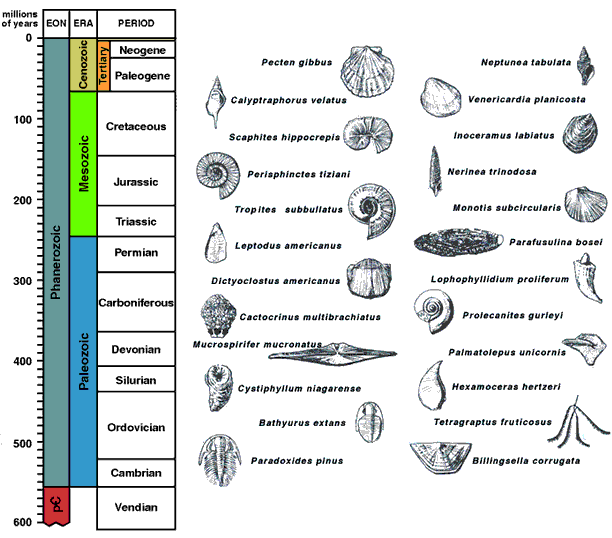 Index Fossils : Definition and Chart » Geology Science