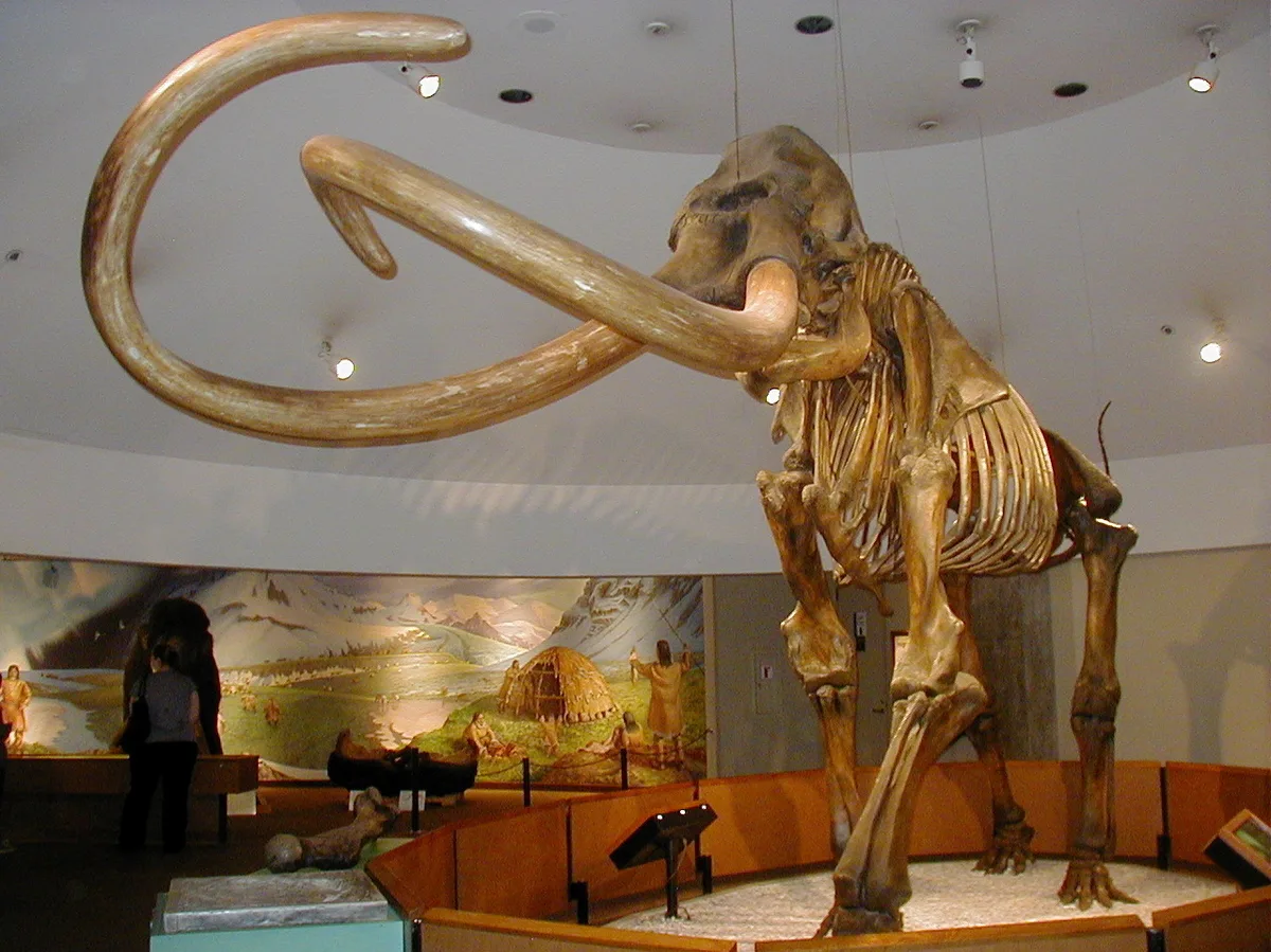 10 Stunning Fossils That Provide Insights into Earth's History ...