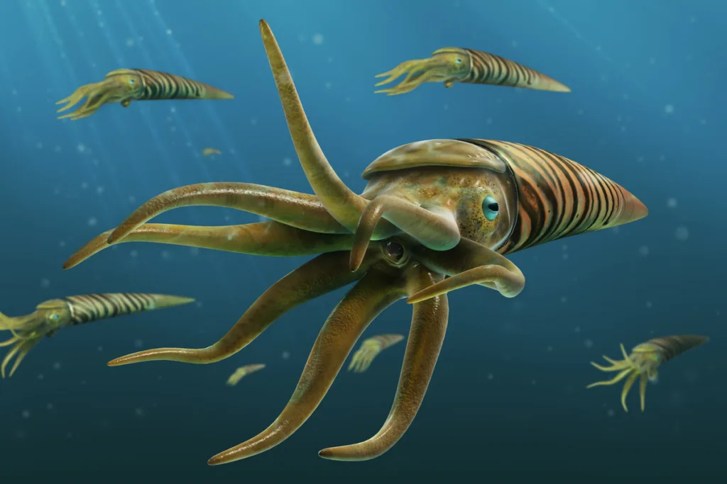 Orthoceras Fossil : Characteristics, Distribution » Geology Science