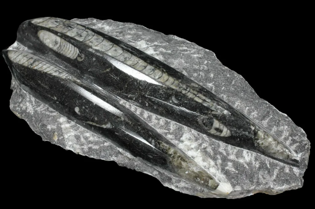 Orthoceras Fossil : Characteristics, Distribution » Geology Science