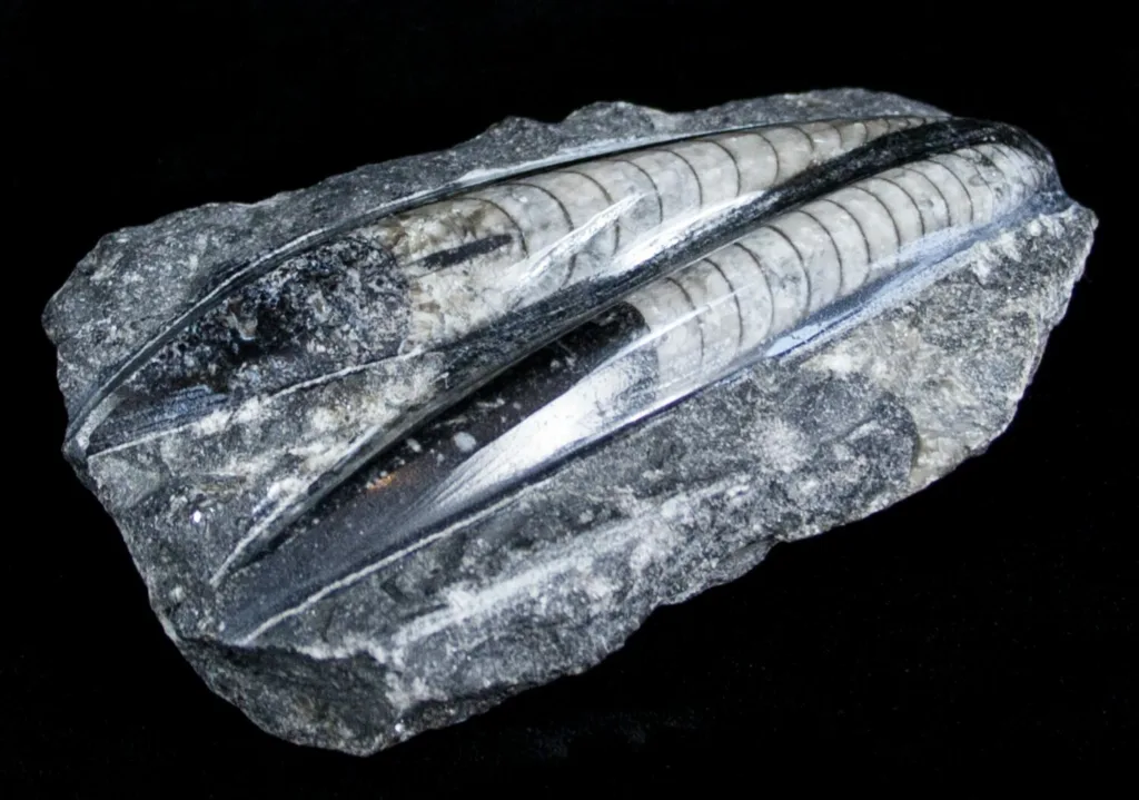 Orthoceras Fossil : Characteristics, Distribution » Geology Science