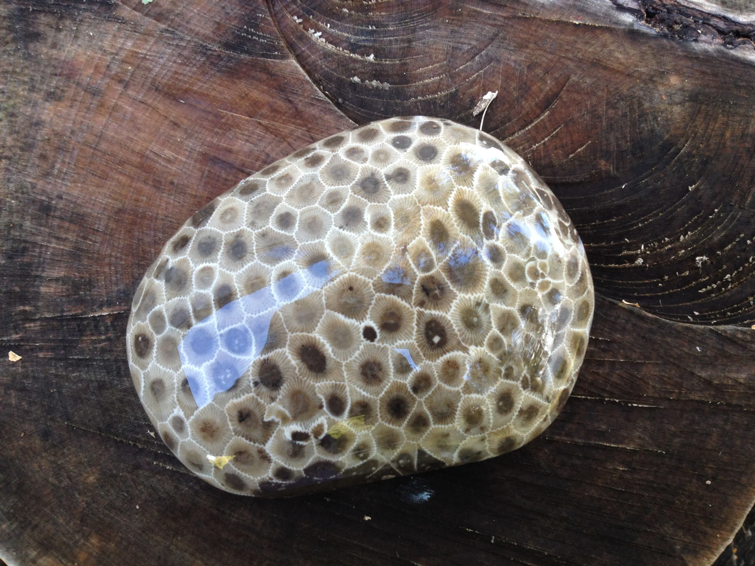 Petoskey Stone : Properties, Formation, Localities - Geology Science