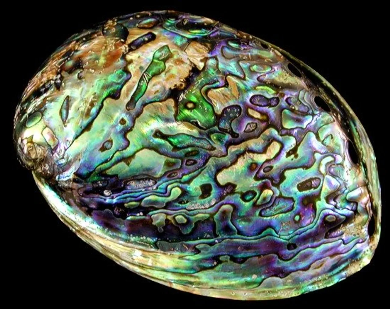 Abalone Stone : Properties, Formation, Uses - Geology Science