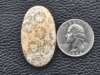 Fossil Agate : Properties, Formation, Uses, Locations - Geology Science