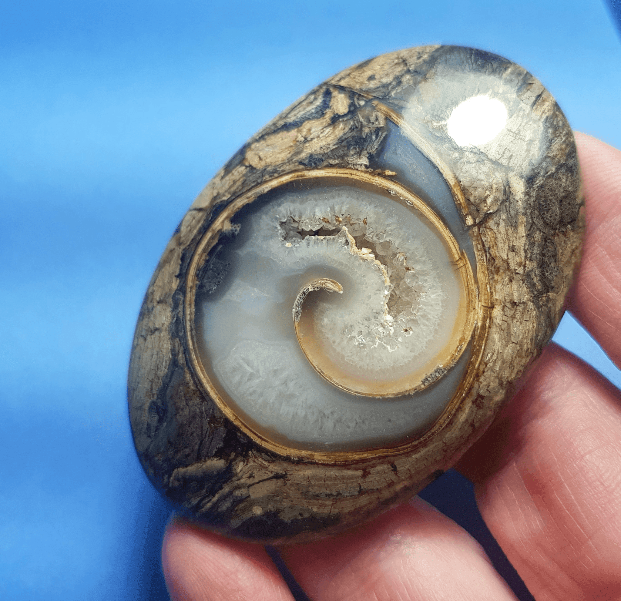 Fossil Agate : Properties, Formation, Uses, Locations - Geology Science