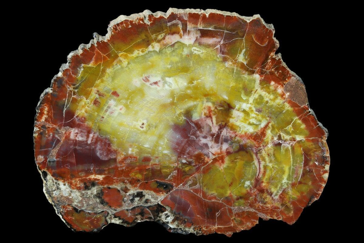 Arizona Rainbow Petrified Wood : Formation, Properties - Geology Science