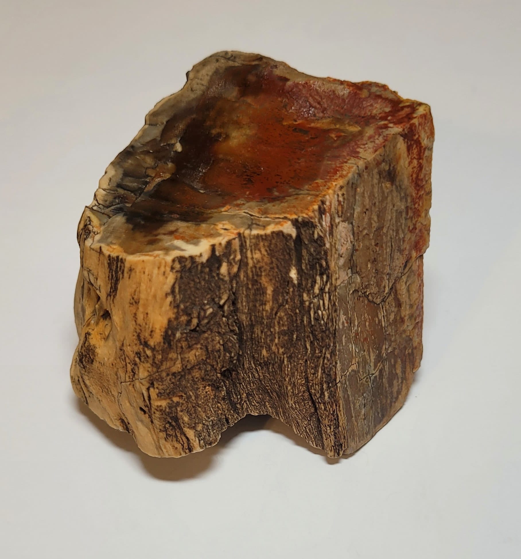 Arizona Rainbow Petrified Wood : Formation, Properties - Geology Science