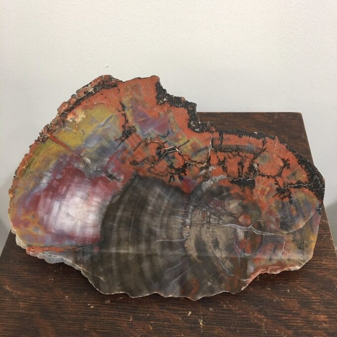 Arizona Rainbow Petrified Wood : Formation, Properties - Geology Science