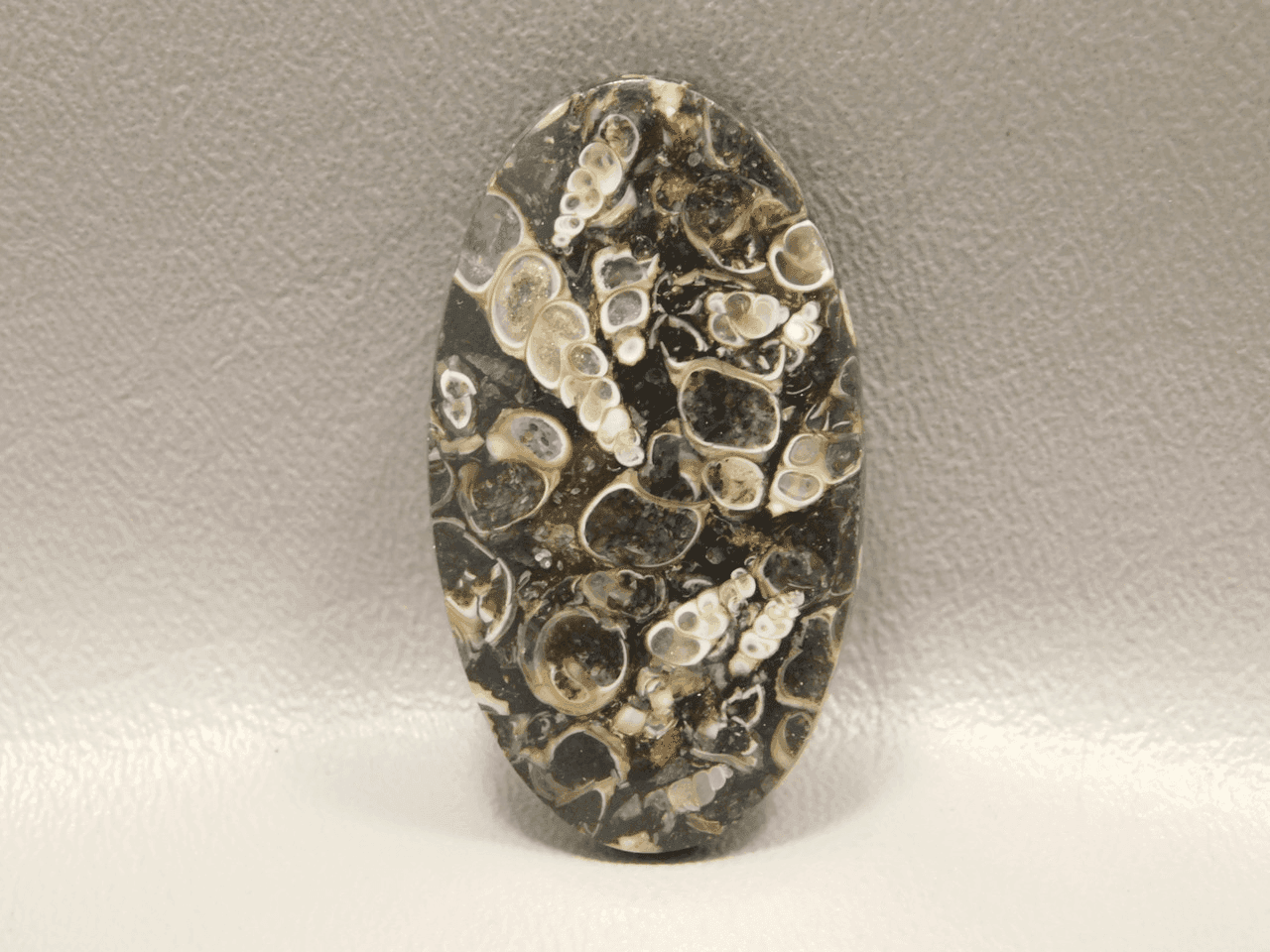 Turritella Agate | Properties, Formation, Occurrence