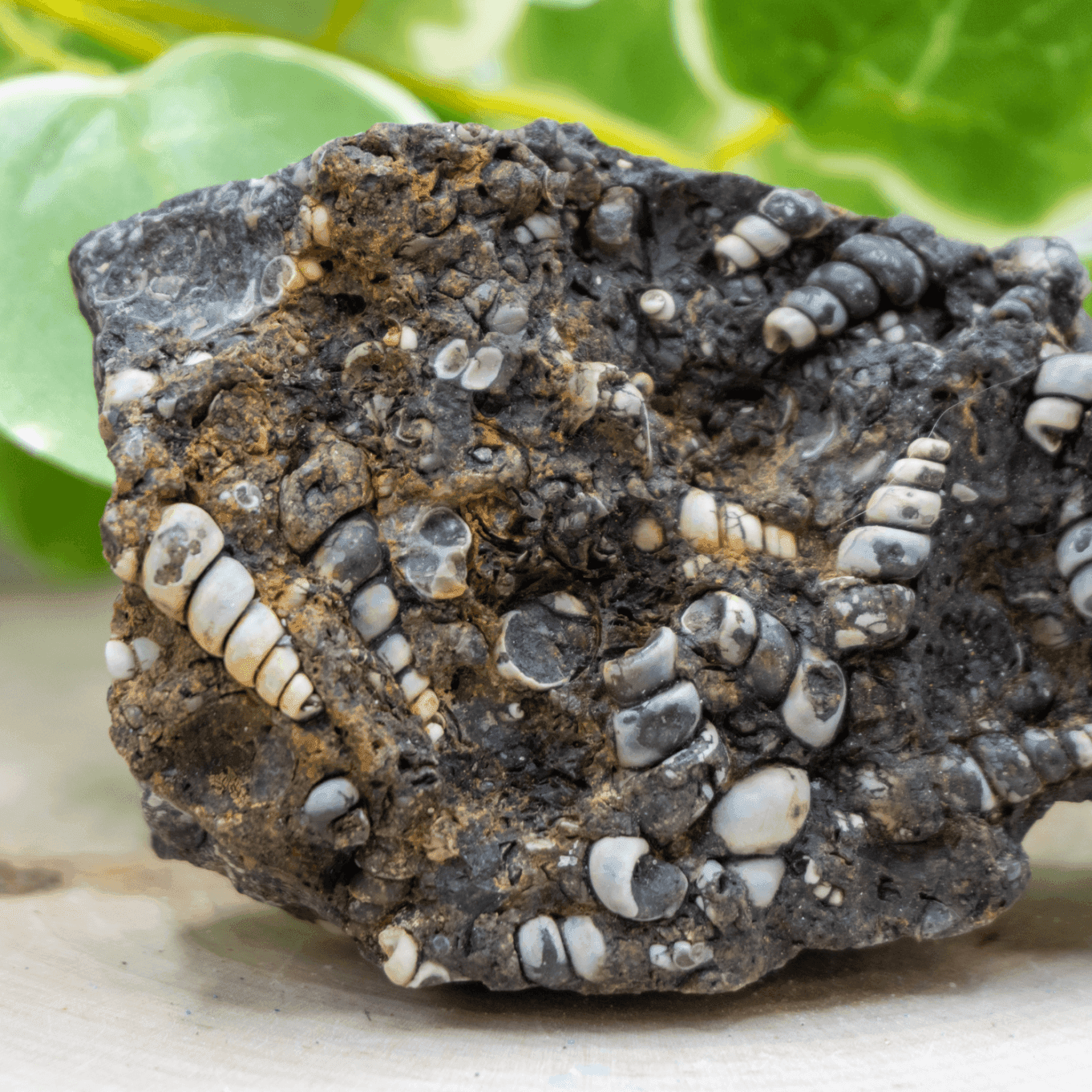 Turritella Agate | Properties, Formation, Occurrence