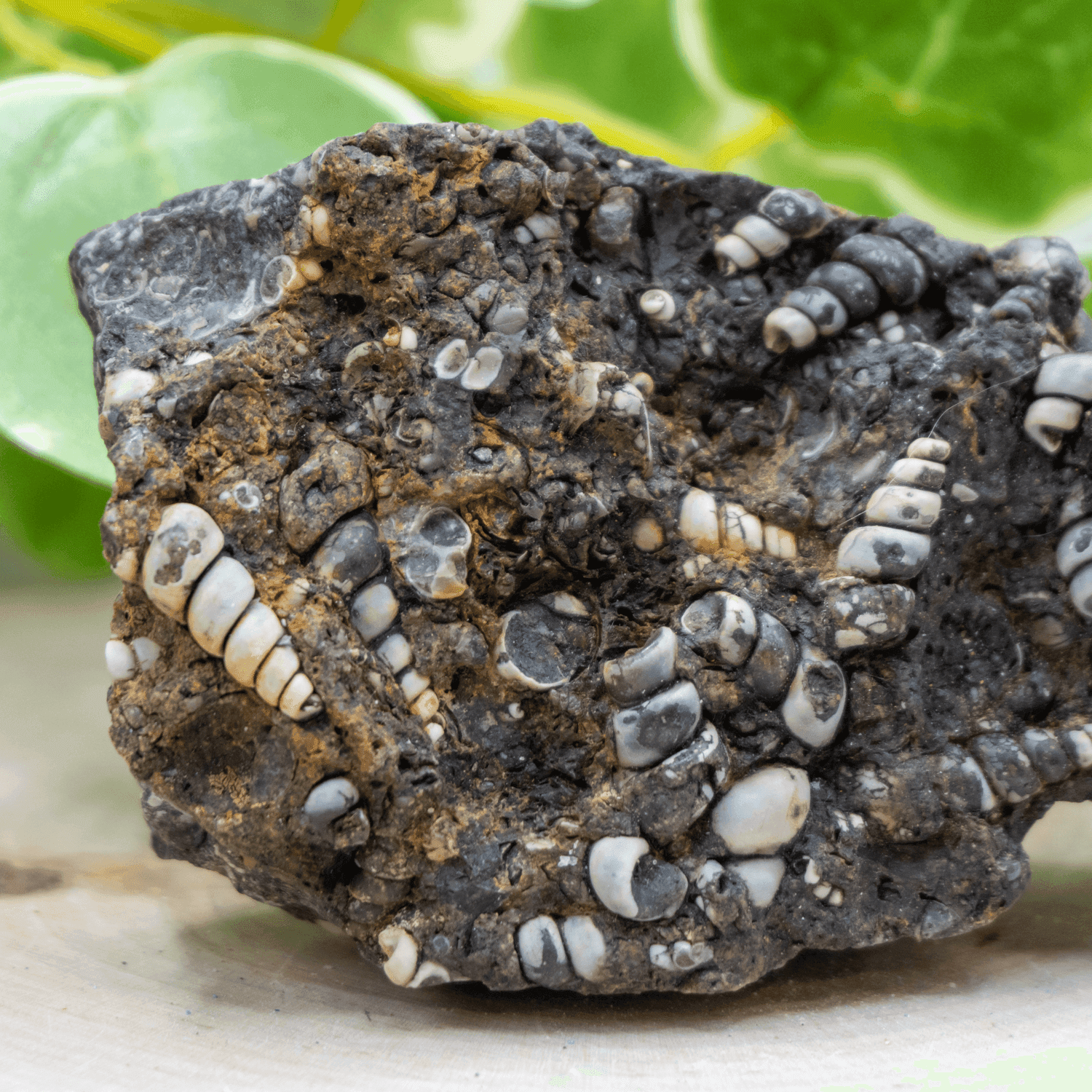 Turritella Agate | Properties, Formation, Occurrence