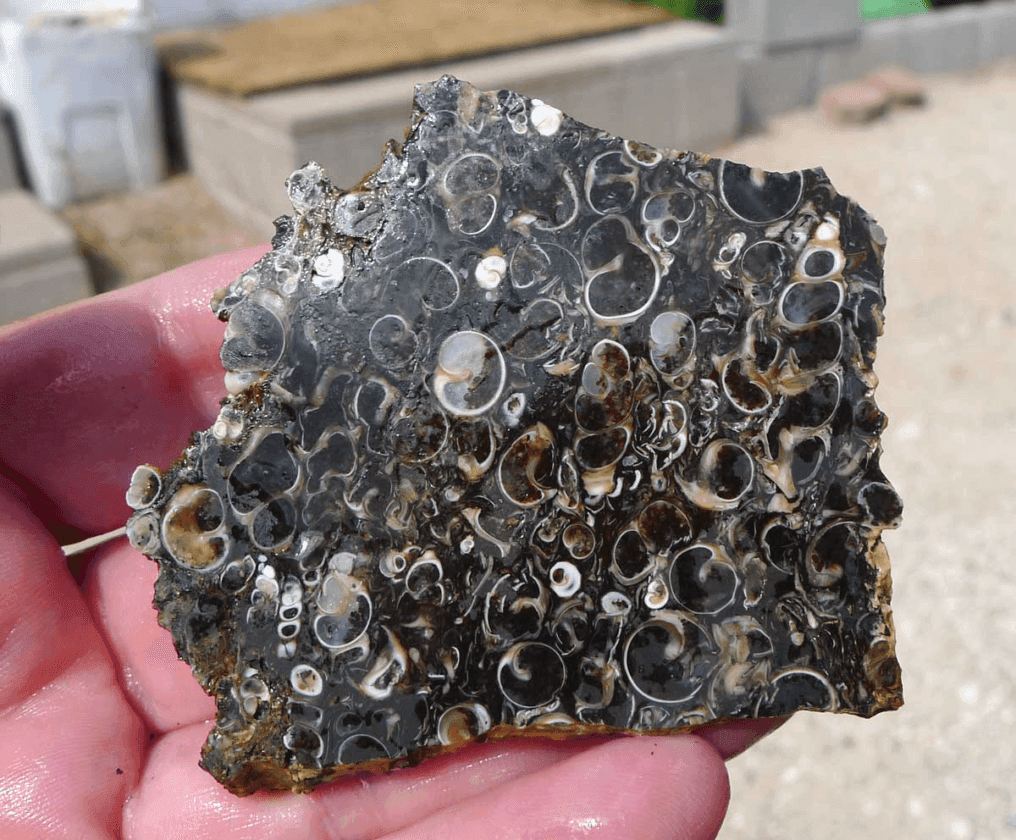 Turritella Agate | Properties, Formation, Occurrence
