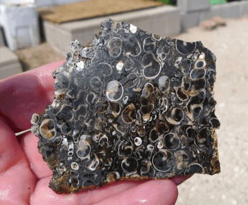 Turritella Agate | Properties, Formation, Occurrence