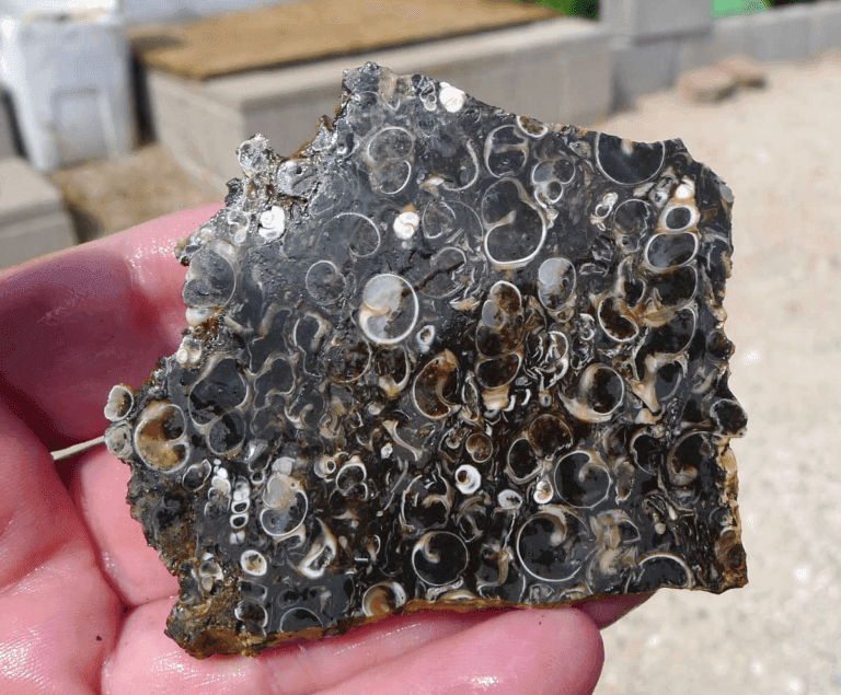 Turritella Agate | Properties, Formation, Occurrence