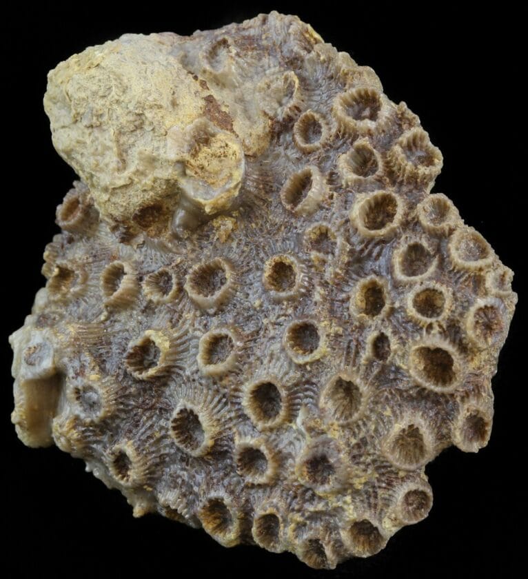 Fossil Coral : Formation, Types, Uses » Geology Science