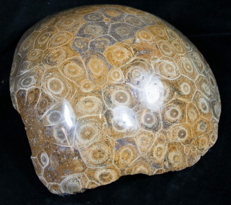 Fossil Coral : Formation, Types, Uses - Geology Science