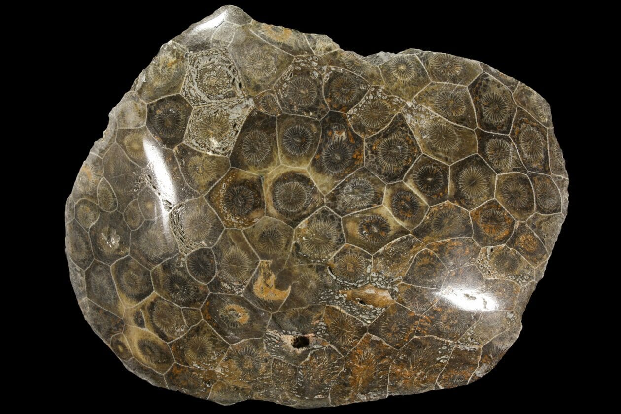 Fossil Coral : Formation, Types, Uses - Geology Science