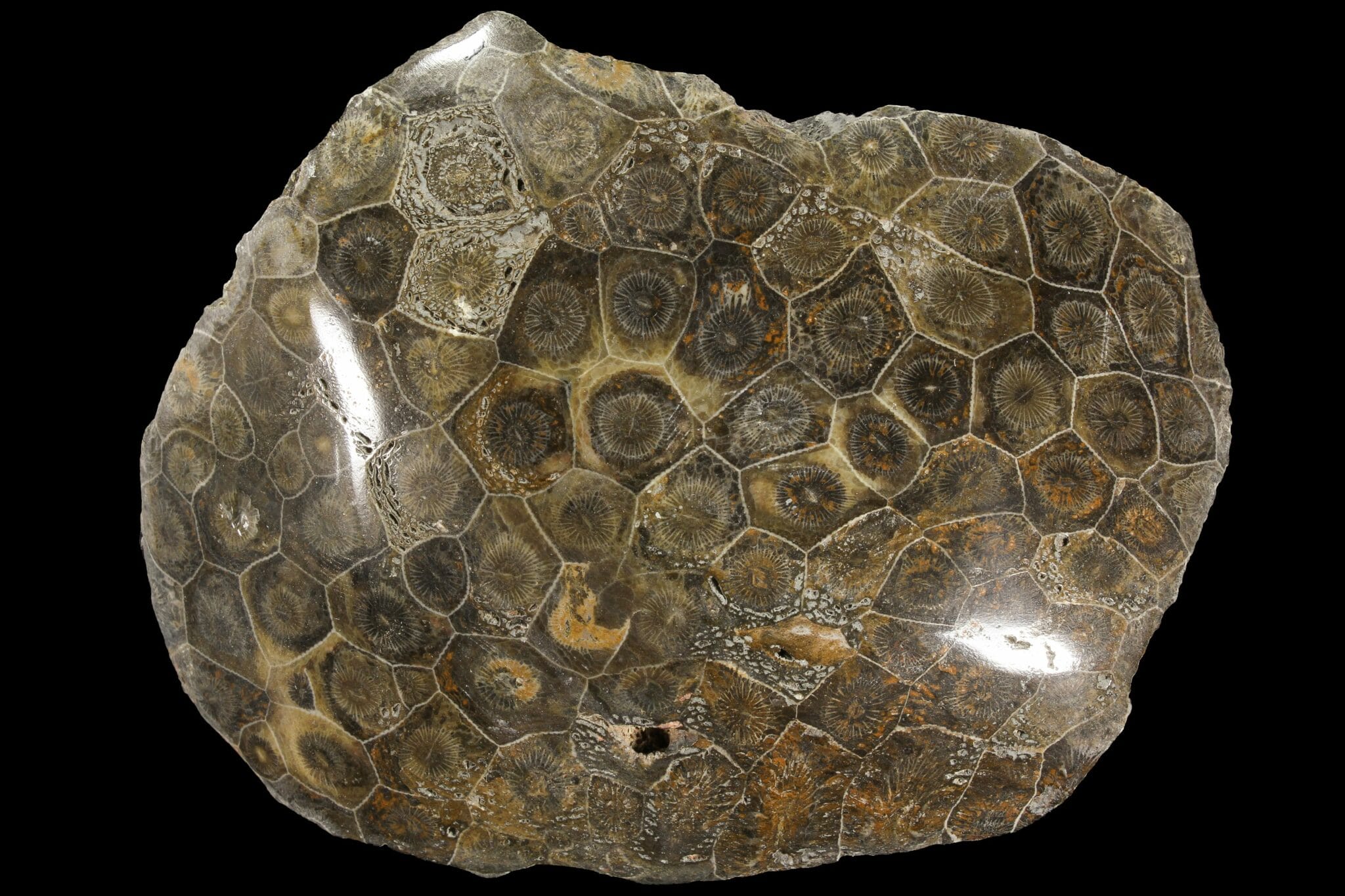 Fossil Coral : Formation, Types, Uses - Geology Science