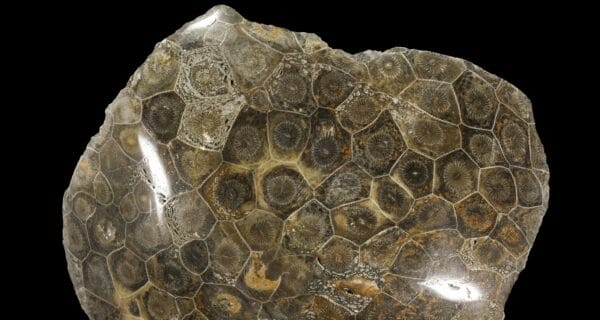 Fossils | Ancient Life, Preservation Processes & Earth’s Deep History