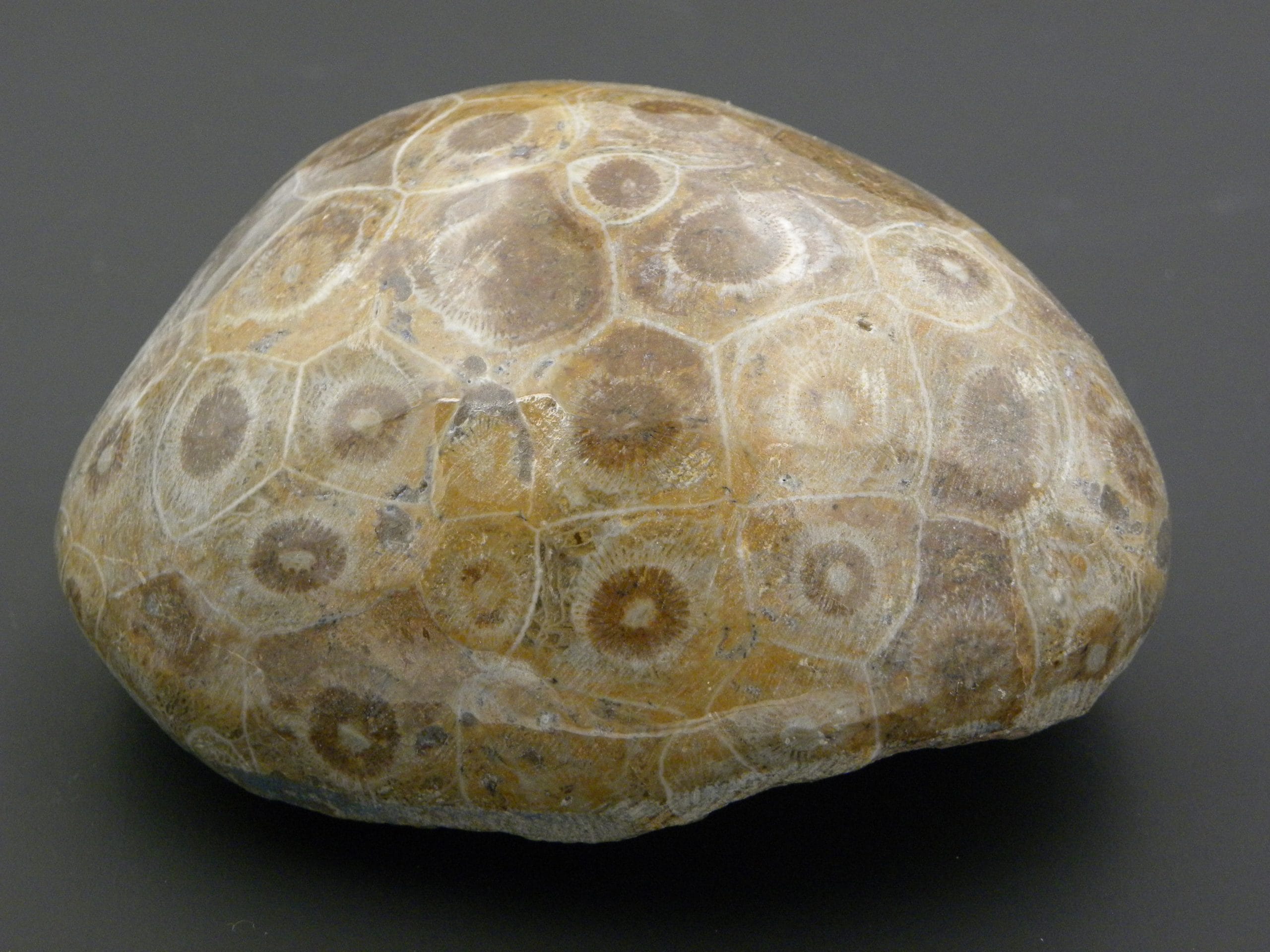 Fossil Coral : Formation, Types, Uses » Geology Science