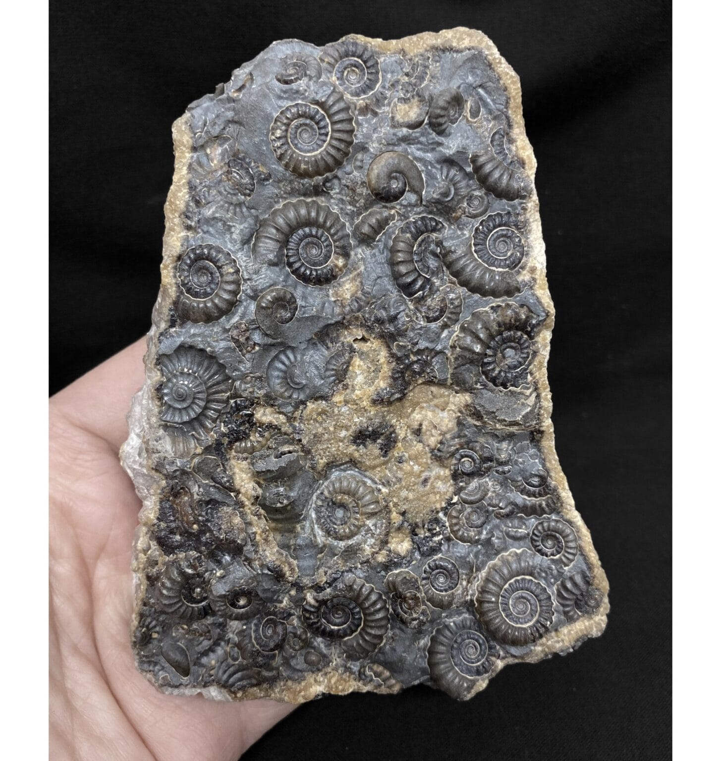 Marston Marble : Formation, Fossil Content, Formation, Uses - Geology ...