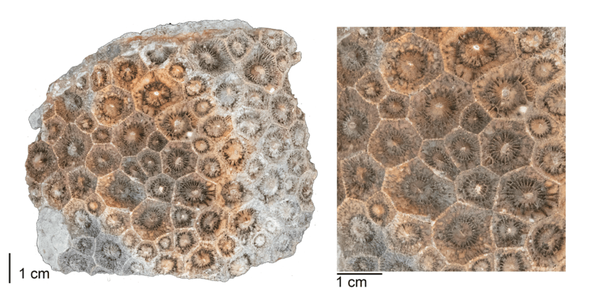 Fossil Coral : Formation, Types, Uses - Geology Science