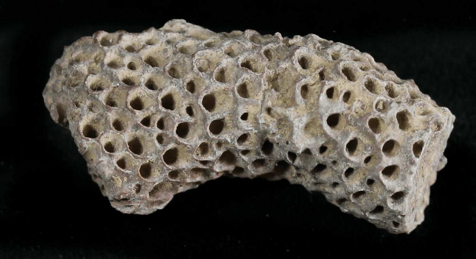 Fossil Coral : Formation, Types, Uses - Geology Science