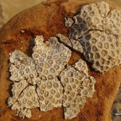 Fossil Coral : Formation, Types, Uses - Geology Science