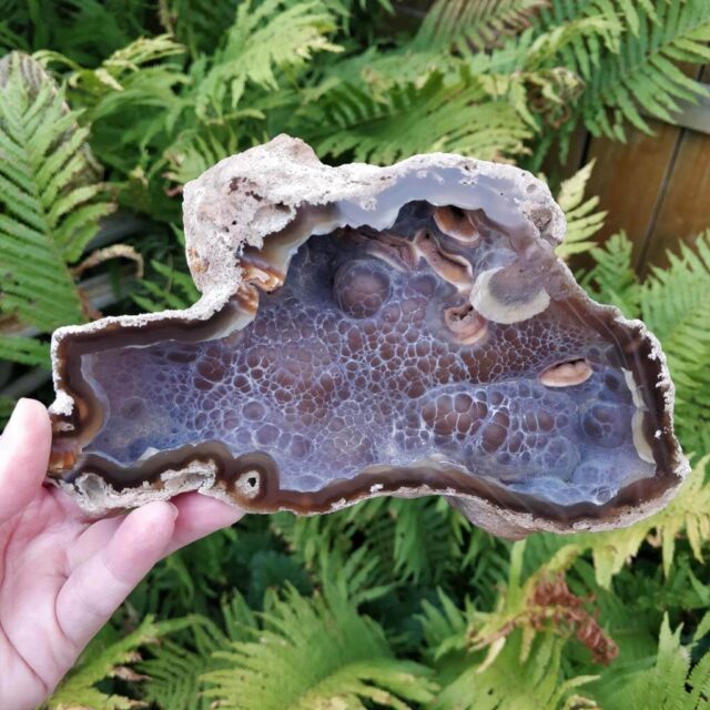 Fossilized Coral | Properties, Formation - Geology Science