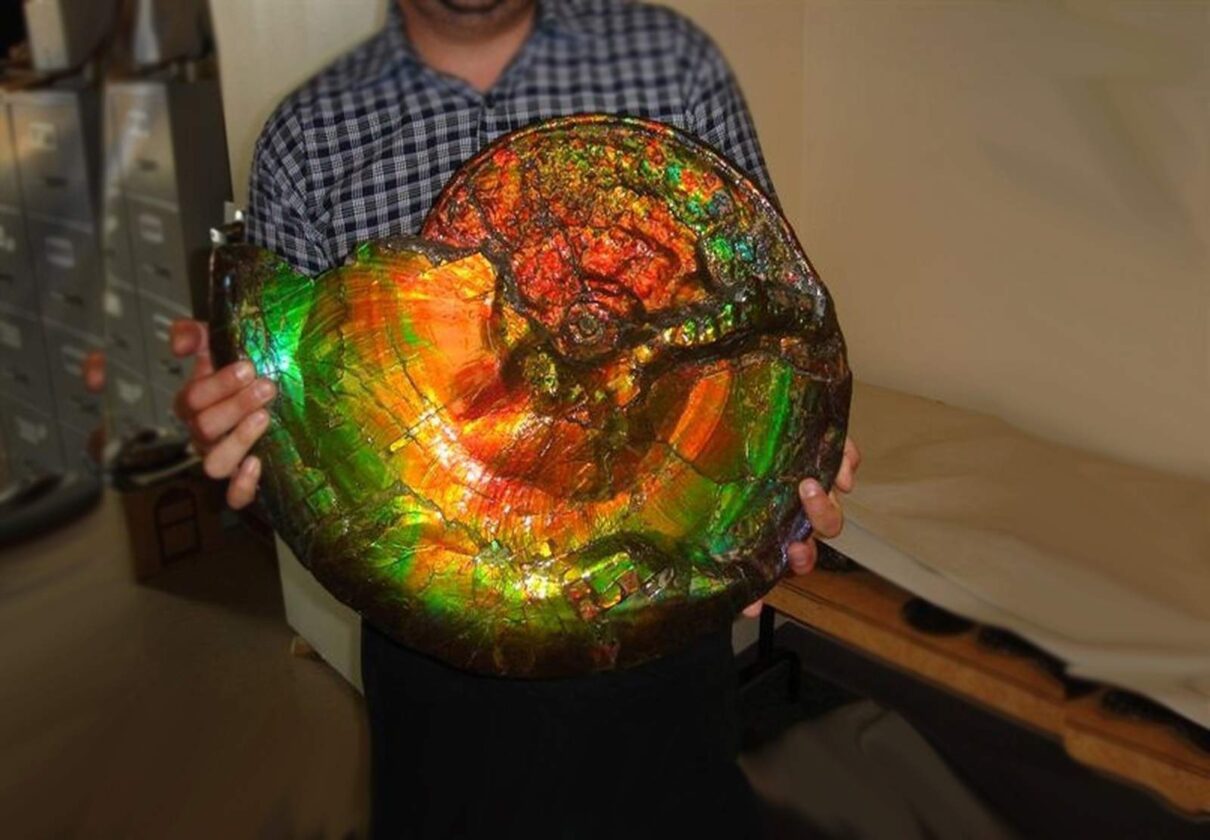What is Ammolite? Discovery, Properties, and Origins - Geology Science