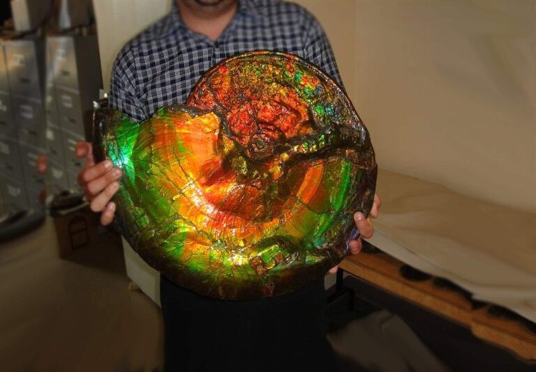 What is Ammolite? Discovery, Properties, and Origins - Geology Science