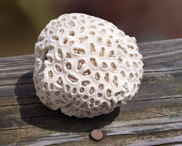 Fossilized Coral | Properties, Formation - Geology Science