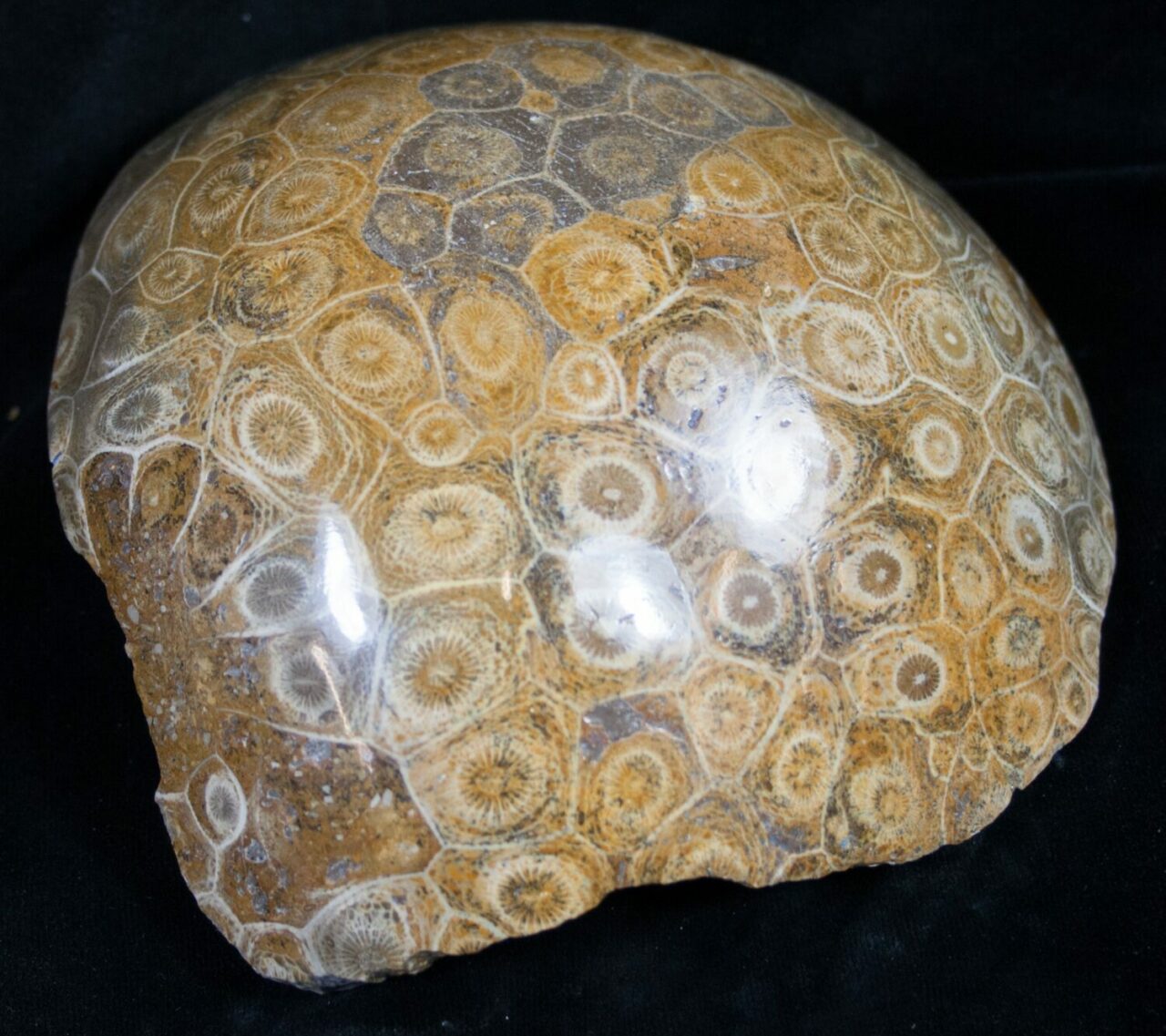 Fossilized Coral | Properties, Formation - Geology Science