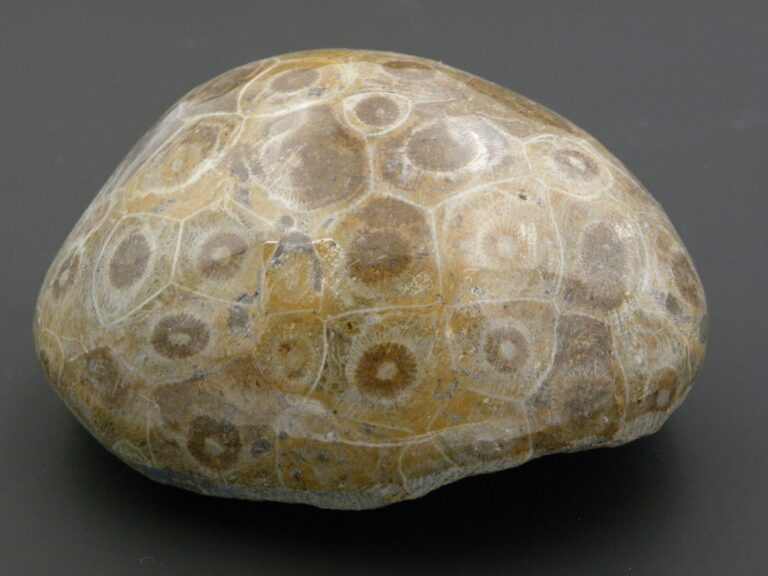 Fossilized Coral | Properties, Formation - Geology Science