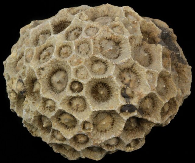 Fossilized Coral | Properties, Formation - Geology Science