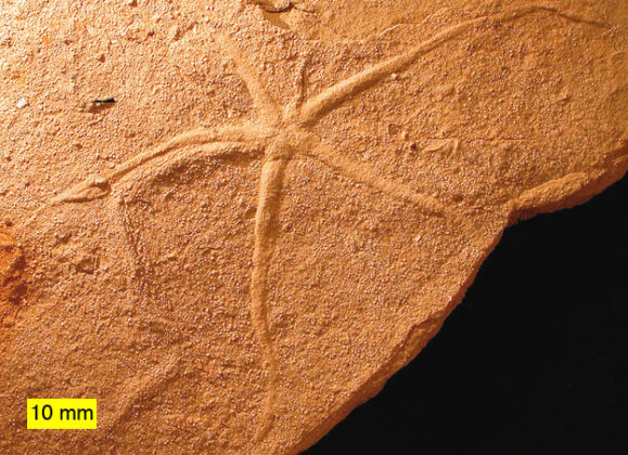 Types of Fossils and the Fossilization Process - Geology Science