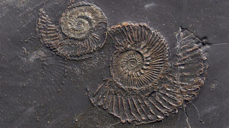 Types of Fossils and the Fossilization Process - Geology Science