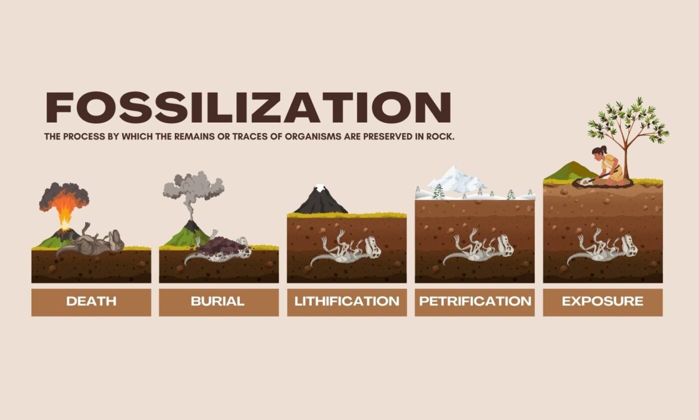Types of Fossils and the Fossilization Process » Geology Science