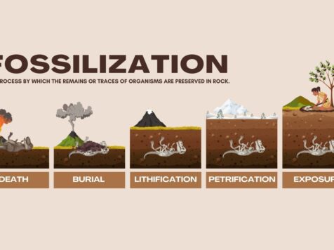 Fossils | Types and Geologic Period » Geology Science